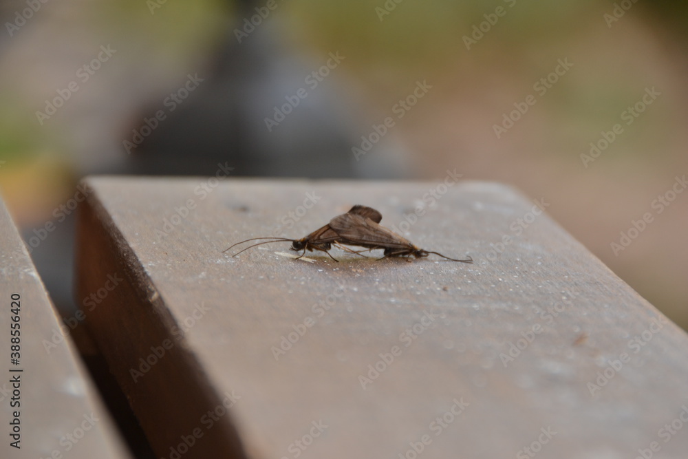 Reproduction d'insectes, accouplement de papillons, copulation de deux ...