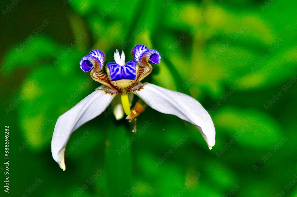 Flora y Fauna de la Sierra Nevada de Santa Marta, Colombia Stock Photo ...
