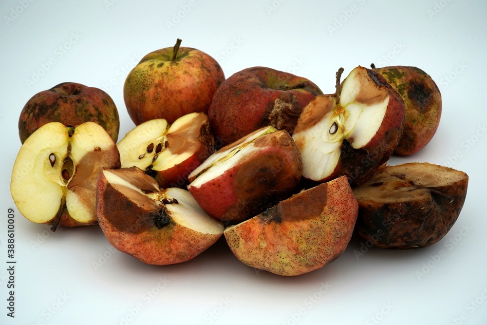 Moulded and rotten apples, some of them cut in halves showing their ...
