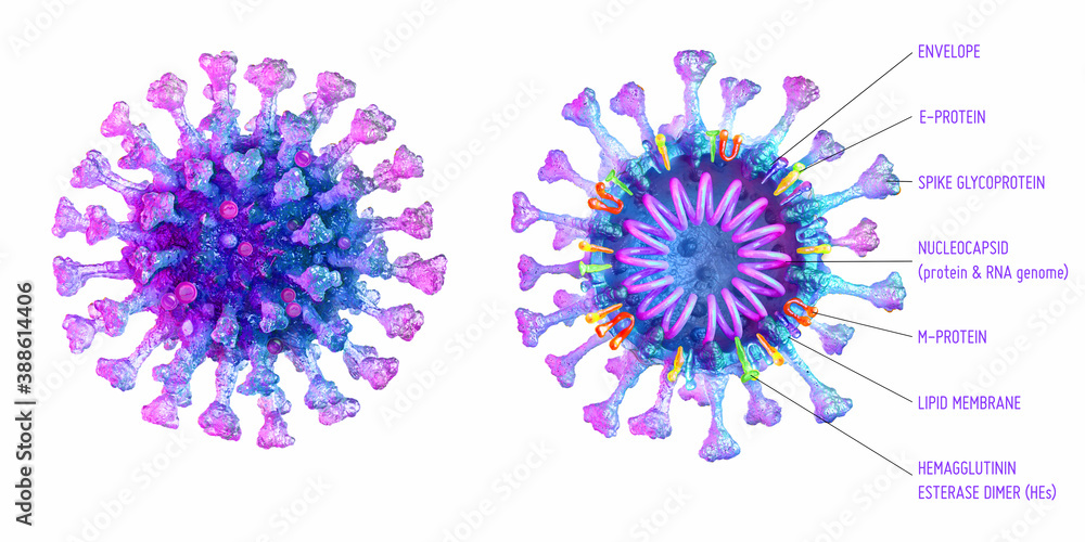Structure of SARS-Cov-2 coronavirus covid-19. Appearance and cross ...