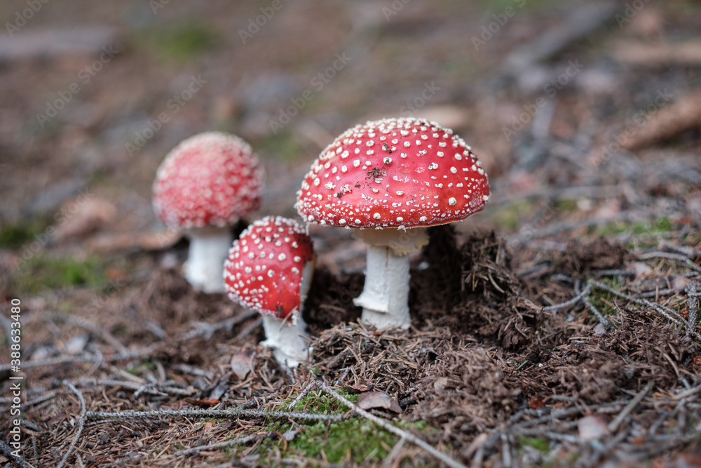 Stack of red toxic hallucinogenic poisonous mushrooms with red dots in ...