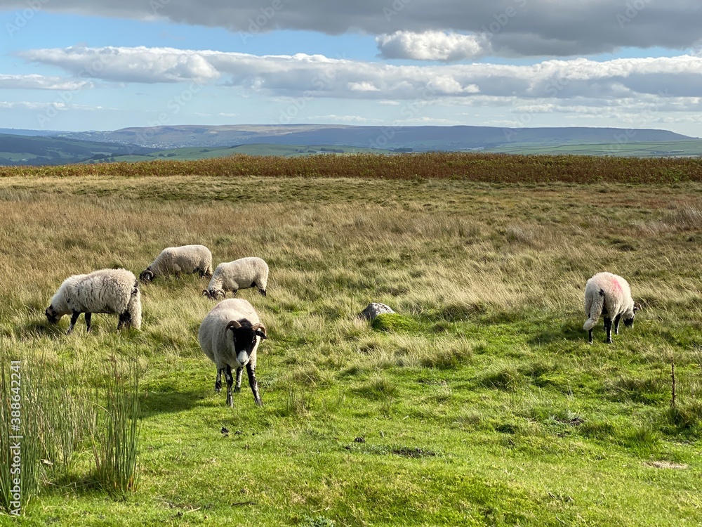 Five sheep, grazing on the moor top, with hills in the far distance in ...