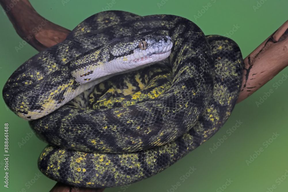 A snake is wrapping its body on a log. Stock Photo | Adobe Stock