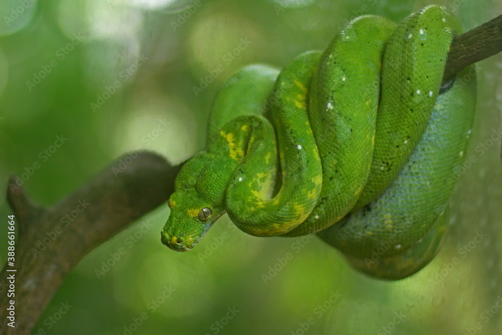 A snake is wrapping its body on a log. Stock Photo | Adobe Stock