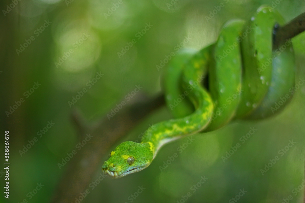 A snake is wrapping its body on a log. Stock Photo | Adobe Stock