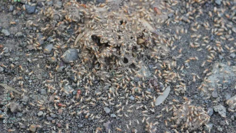 group Termites or anai-anai or white ants are social insects members of ...