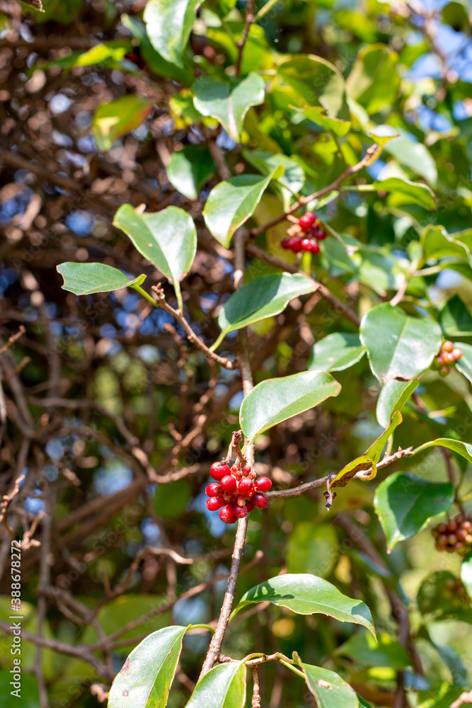 Red fruit of scarlet kadsura (Kadsura japonica) in Japan in autumn ...