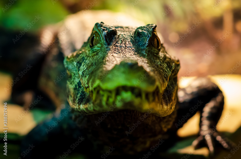 The spectacled caiman (Caiman crocodilus), also known as the white ...