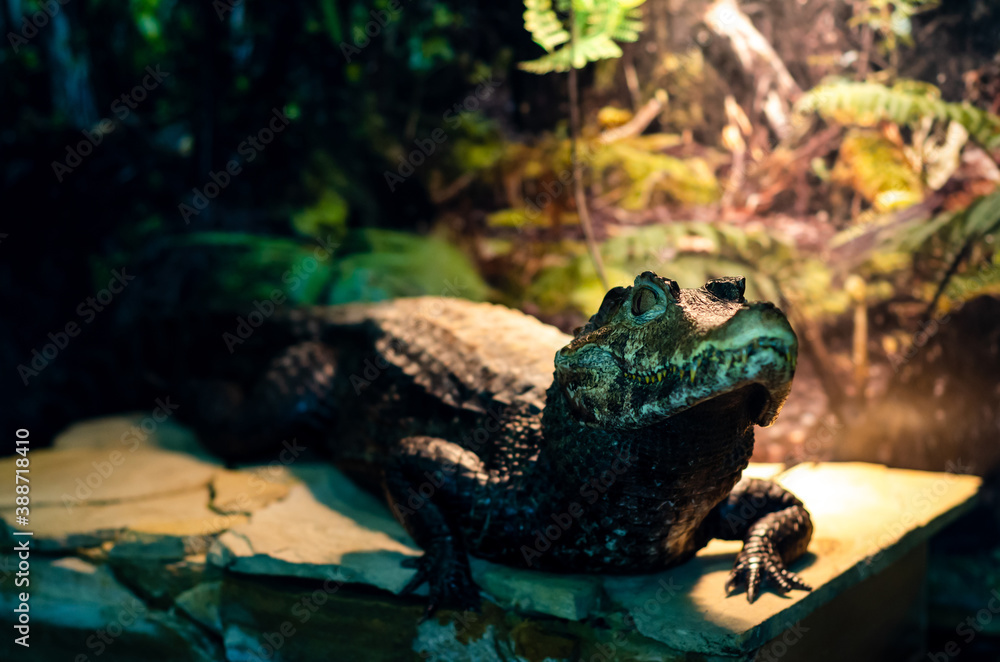 The spectacled caiman (Caiman crocodilus), also known as the white ...