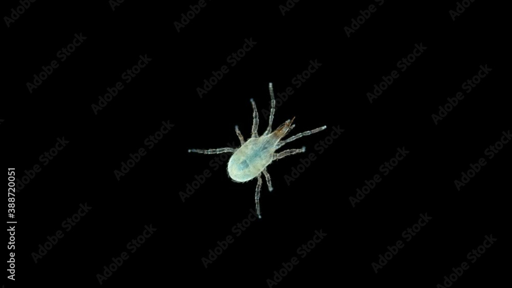 Vidéo Stock Acari (mite) Stratiolaelaps scimitus (Hypoaspis miles ...