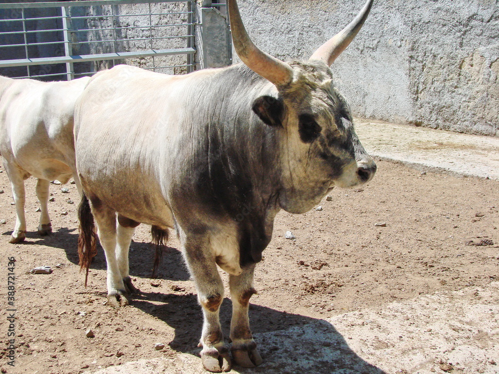 An unusually beautiful breed of Ukrainian cows, which today you can ...