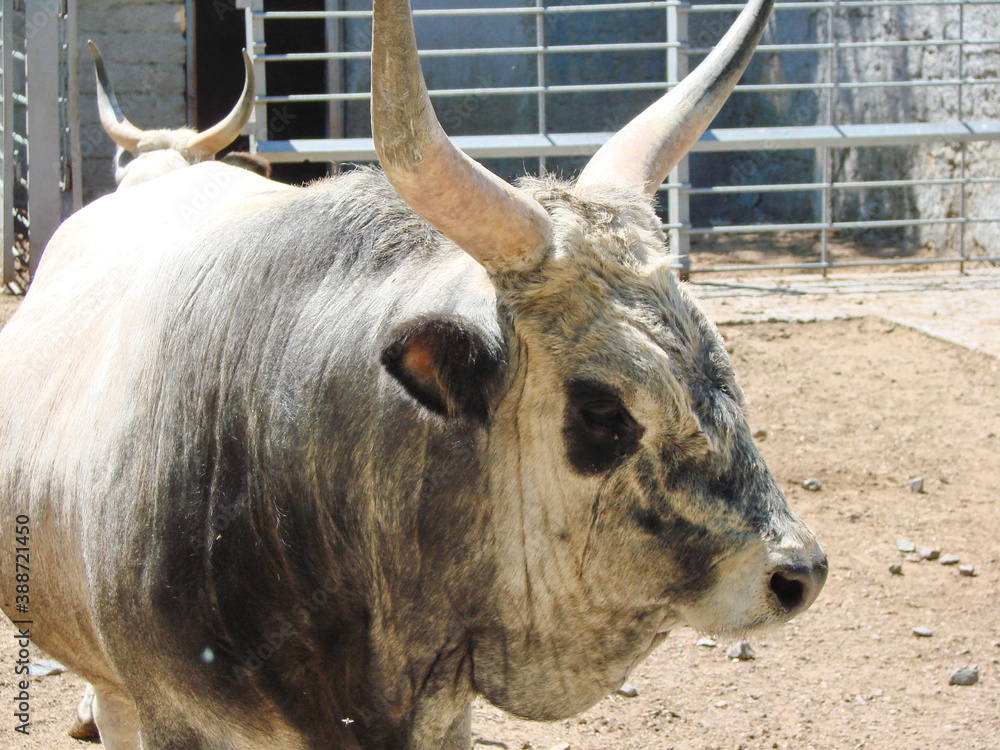 An unusually beautiful breed of Ukrainian cows, which today you can ...