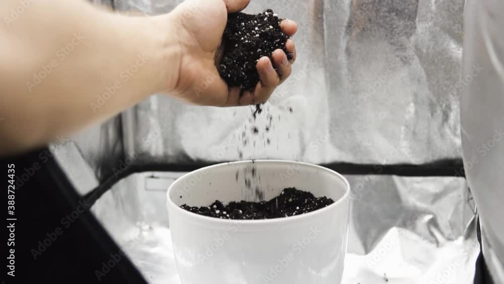 Pot with soil for growing cannabis. A mixture of earth, perlite and ...