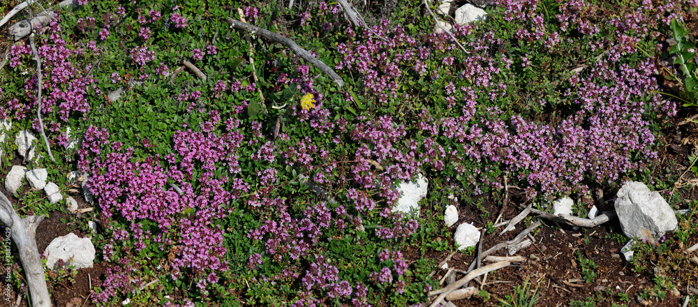 Wilder Thymian (Thymus vulgaris) Heilpflanze mit Blüten, Panorama Stock ...