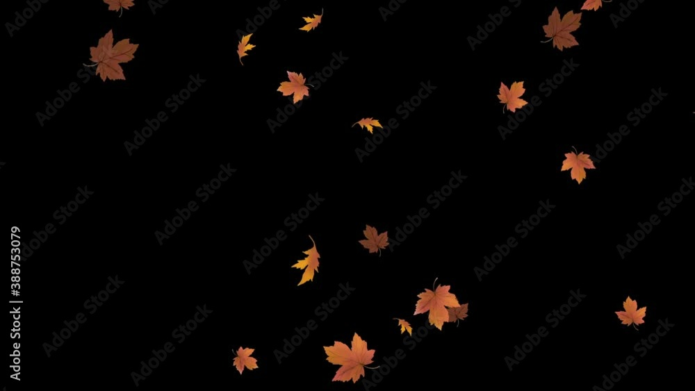 4k falling leaf animation. Autumn maple leaves fall with alpha channel ...