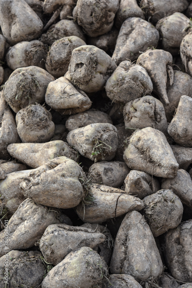 agriculture agricole culture betterave sucre sucriere recolte planete ...