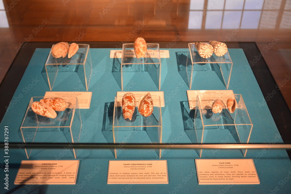 National museum of natural history shells in Manila, Philippines Stock ...