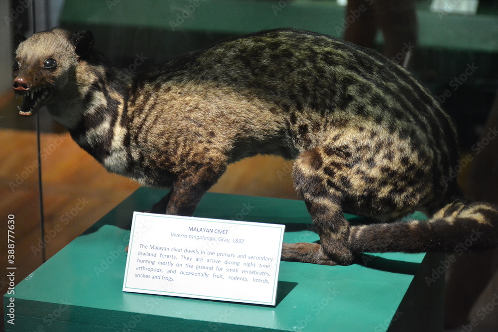 National museum of natural history Malayan civet in Manila, Philippines ...