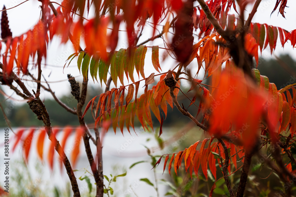 Red sumac leaves in autumn. Plant grows over the lake in regional park ...