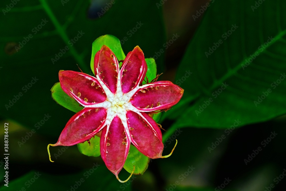 Reddish fruits of Simpoh Air (Dillenia suffruticosa (Griff.) Martelli ...