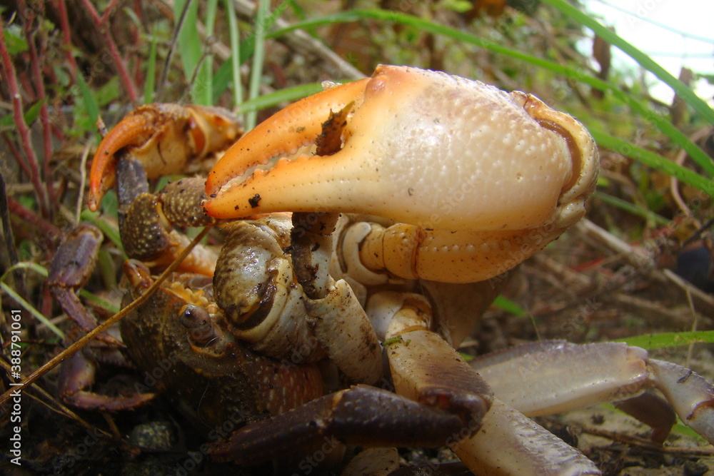 crab. crabs mating Mated animals. Mating Systems in Sexual Animals ...