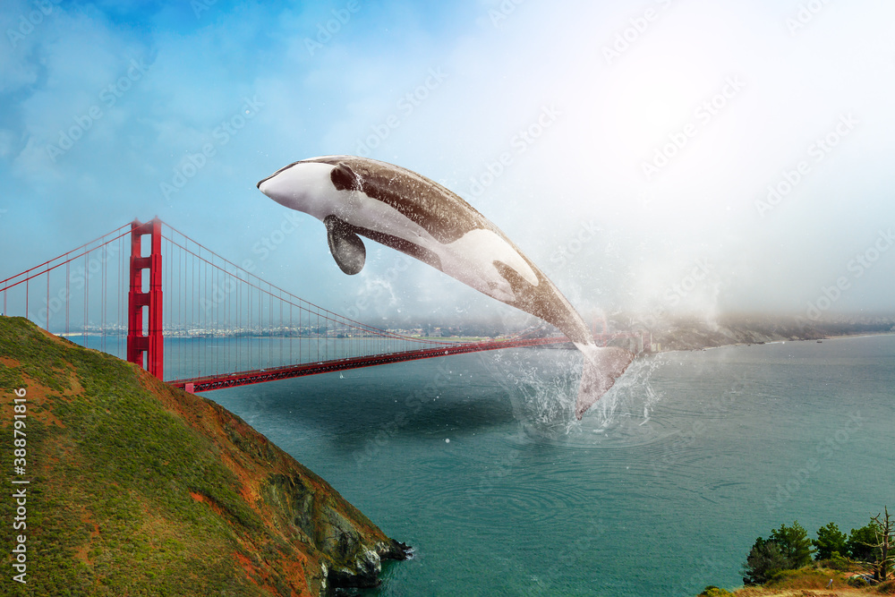 killer whale jumping on Golden Gate Bridge, California, United States ...
