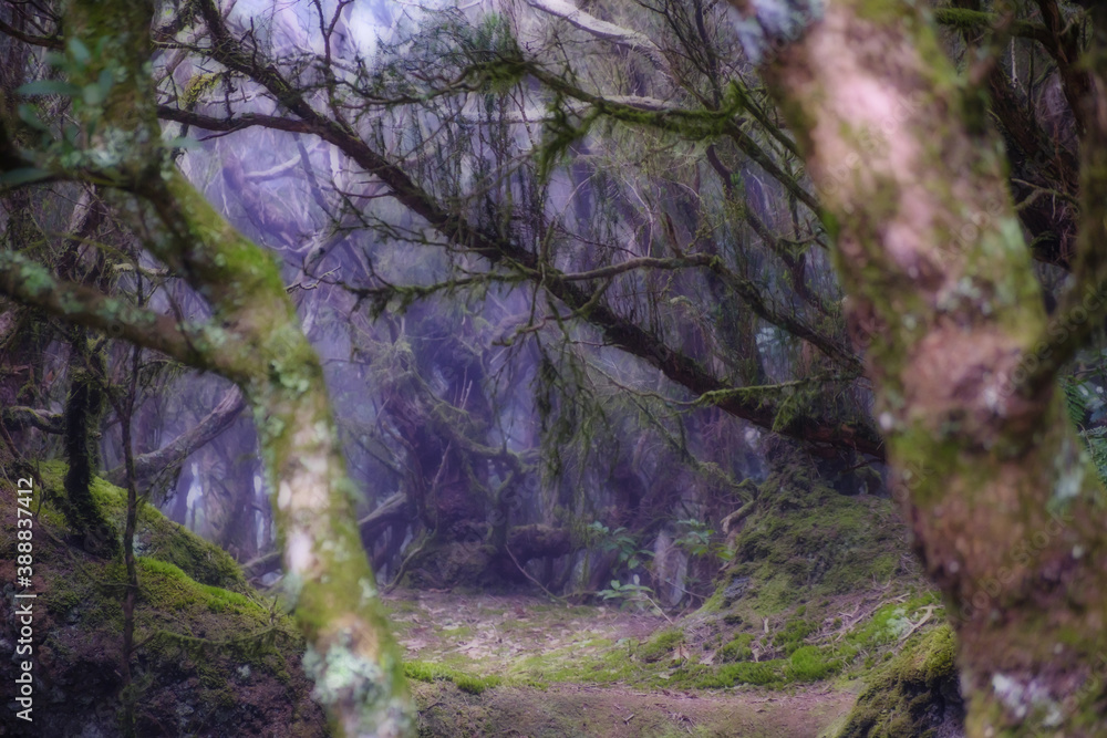 Inside Forest, Magical Ambience Of Anaga mountains foggy Forest ...