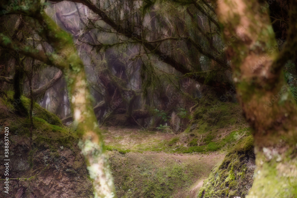 Inside Forest, Magical Ambience Of Anaga mountains foggy Forest ...