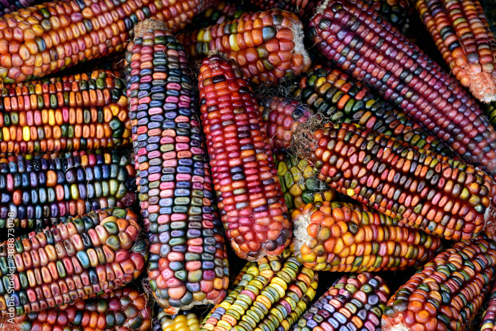 Colorful cobs of ornamental corn lie side by side and on top of each ...