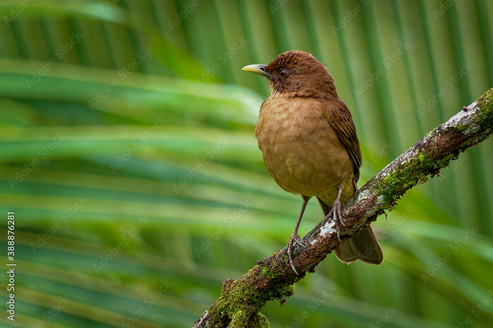 Clay-colored Thrush - Turdus grayi common Middle American bird of the ...