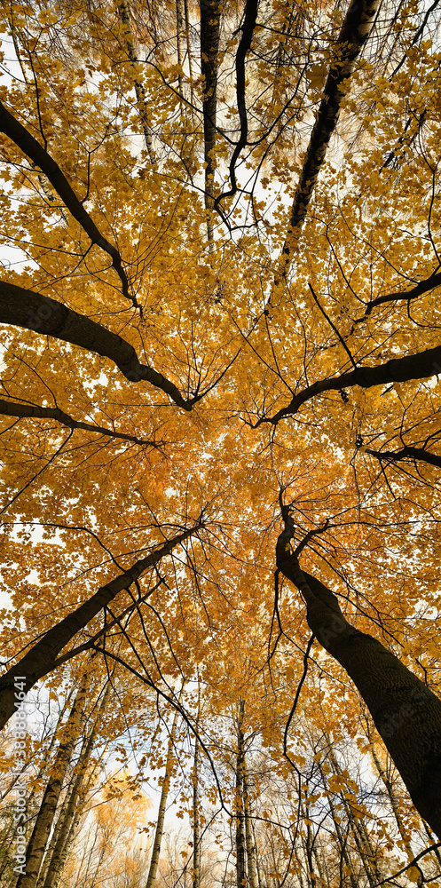 Vertical panoramic image, Yellow crowns, Panorama of first days of ...