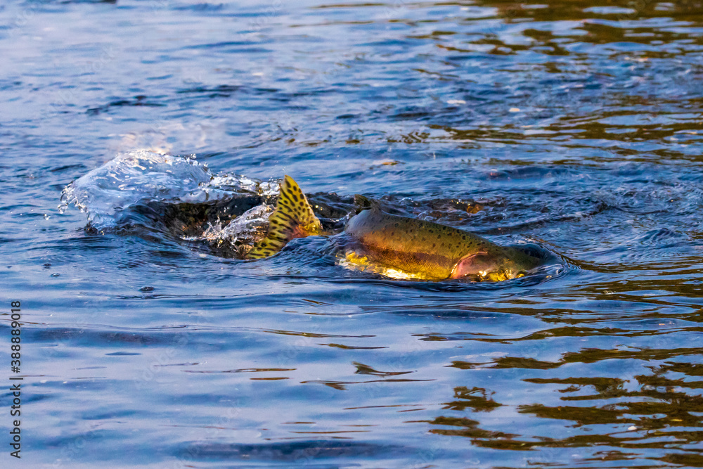 Humpy salmon (Pink Salmon) migrating from ocean up shallow stream to ...