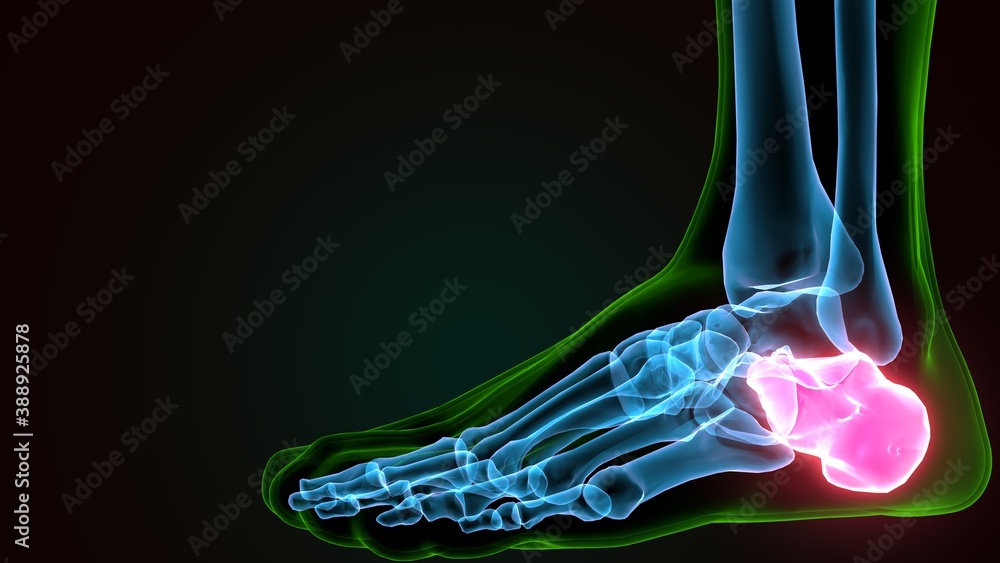 3d illustration of the human skeleton mid foot bone Stock Illustration ...