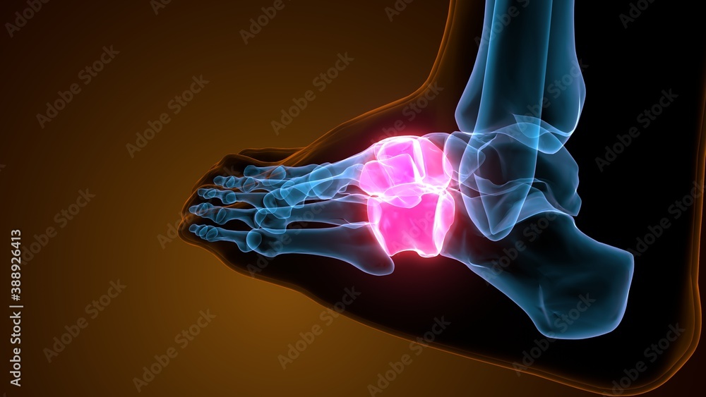 3d illustration of the human skeleton midfoot bone anatomy Stock ...