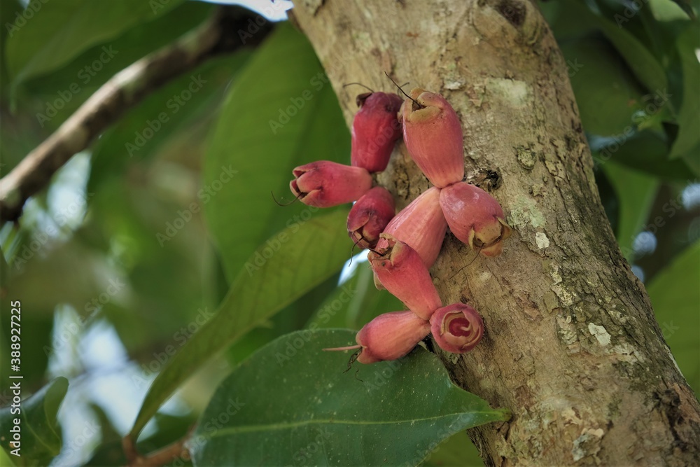 Syzygium malaccense is a species of flowering tree native to Malesia ...