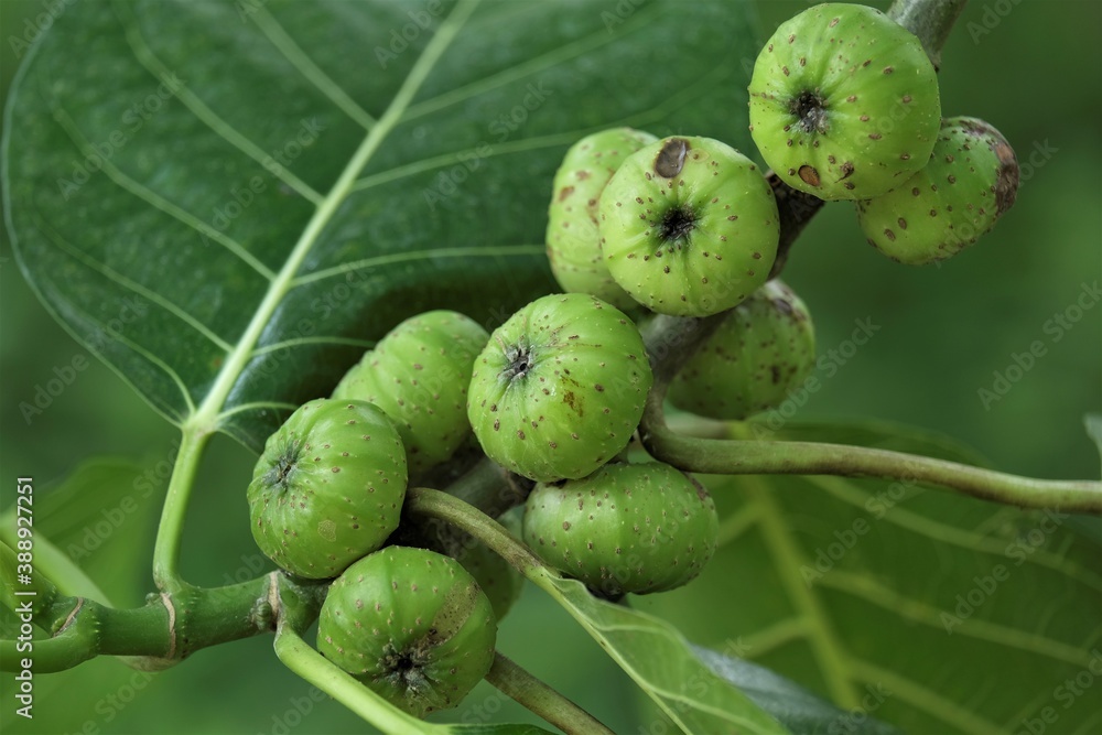 Ficus racemosa is a species of plant in the family Moraceae. Commonly ...