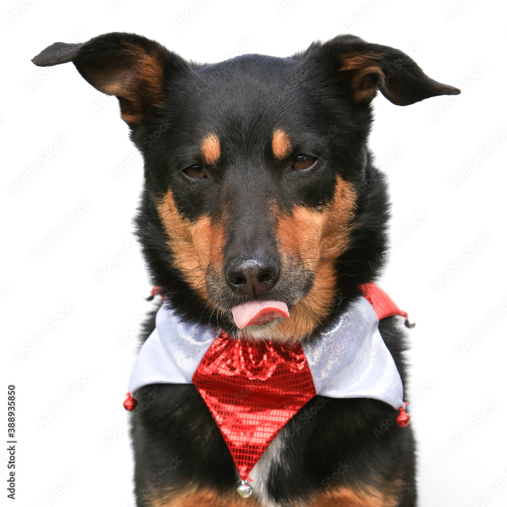 Cute Kelpie (Australian breed of sheep dog) wearing red and white ...