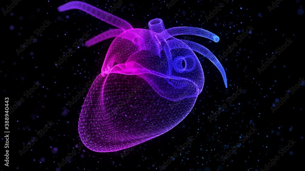 Motion animation of human heart. Virtual Model, Seamless loop animation ...
