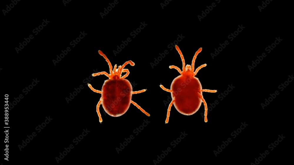 velvet Acari (mite) Trombidiidae under a microscope, order Prostigmata ...