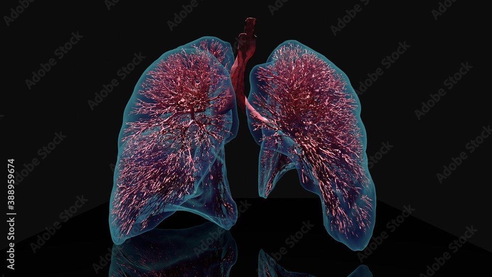 Real Human Lungs