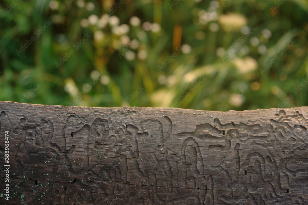 Bark beetle engravings. Background of wood eaten by bark beetles ...
