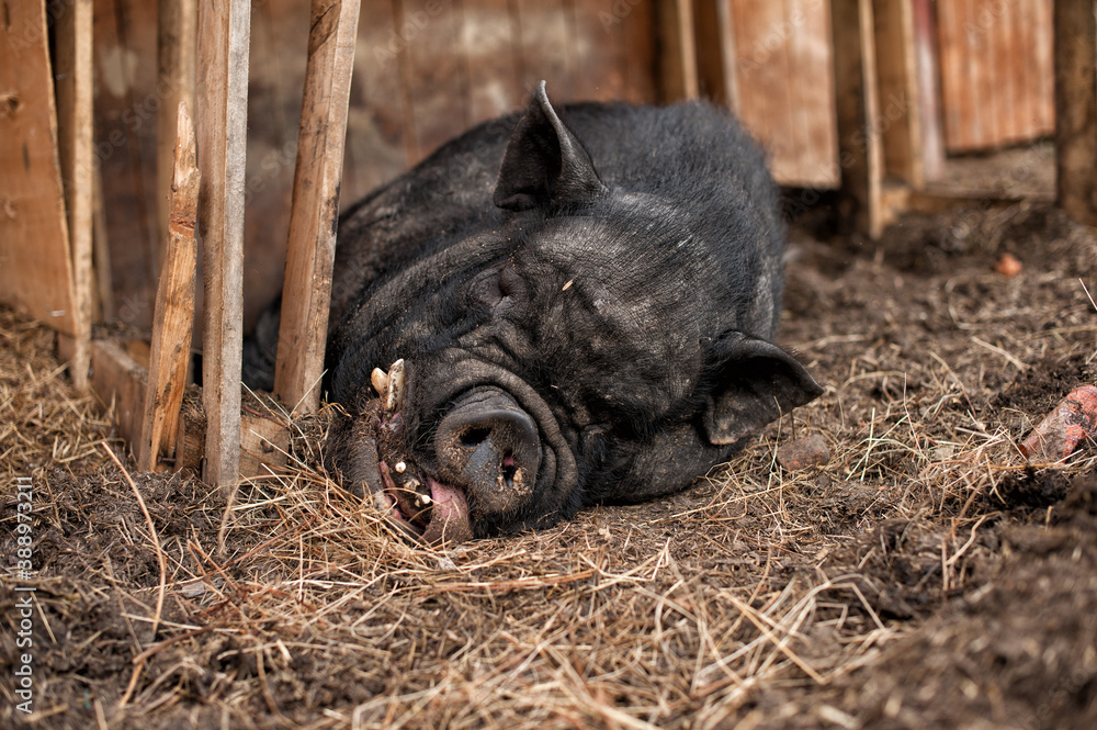Fotka „a fat pig with a black skin lies on the straw with closed eyes ...