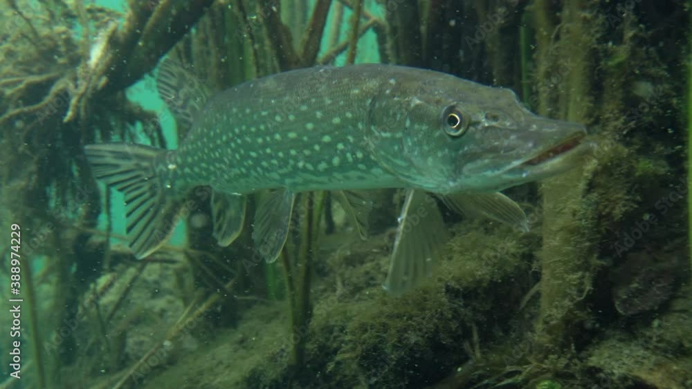 Adventurous footage of wild pike cryptically waiting in nature habitat ...
