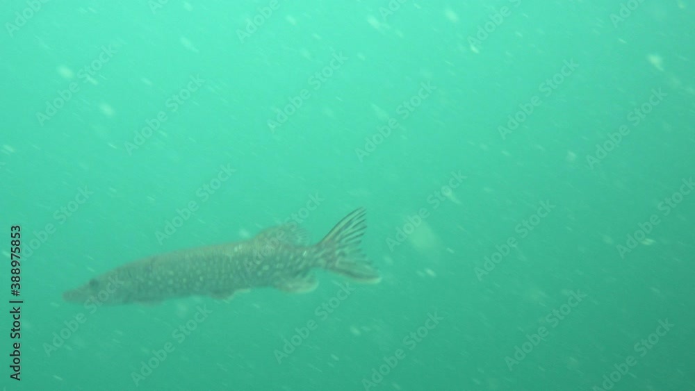 Adventurous footage of swimming away wild pike in nature habitat. Huge ...
