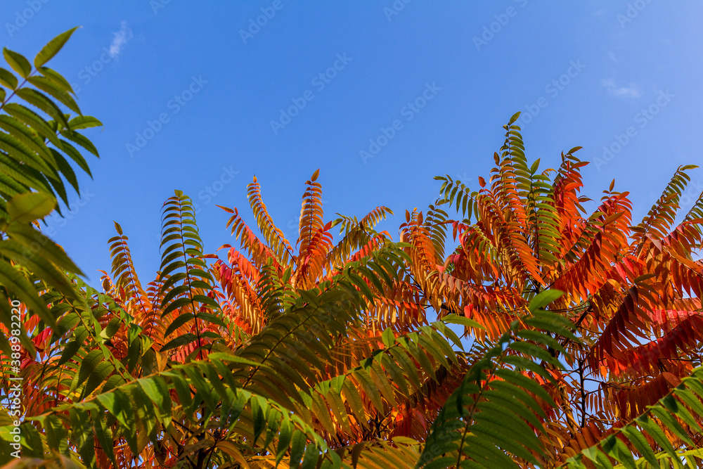 Foto de Autumn colors of the Rhus typhina (Staghorn sumac ...