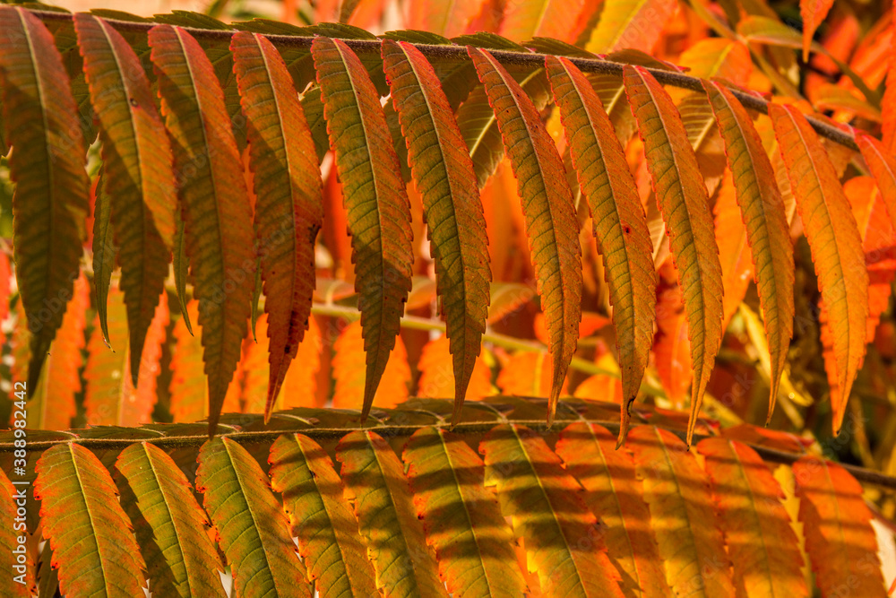 Autumn colors of the Rhus typhina (Staghorn sumac, Anacardiaceae). Red ...