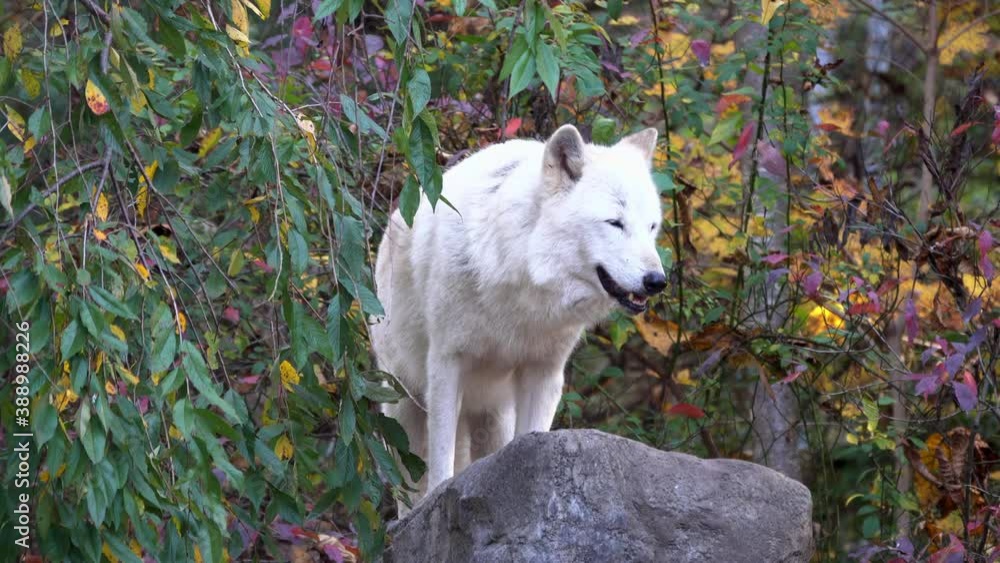 A southern Rocky Mountain gray wolf (Canis lupus youngi) stands atop a ...