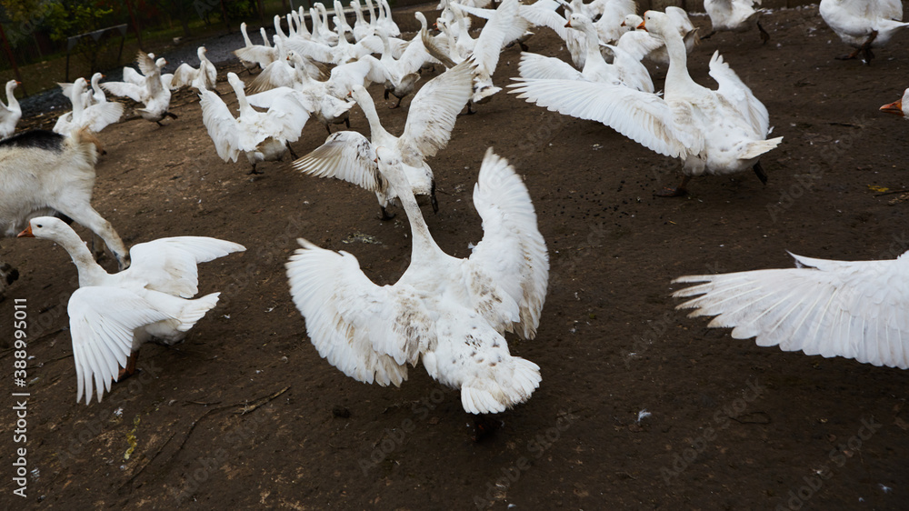 Domestic geese graze on traditional village goose farm. Group goose ...