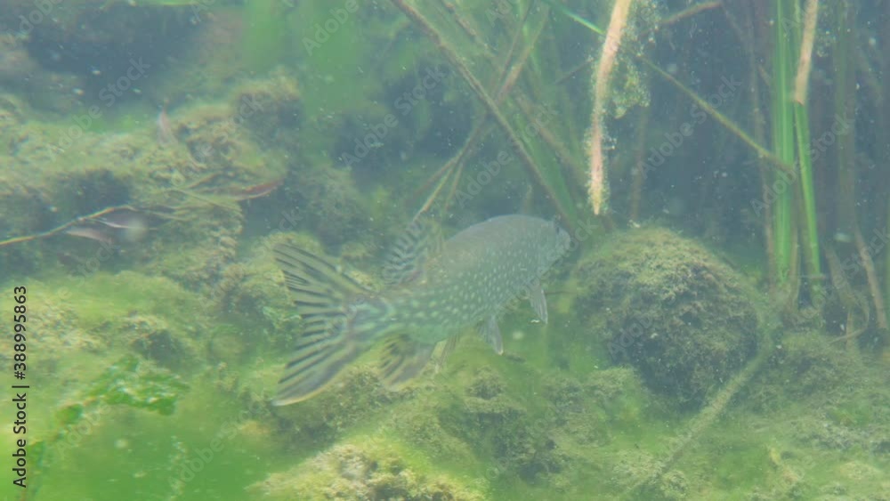 Adventurous footage of swimming away wild pike in nature habitat. Huge ...