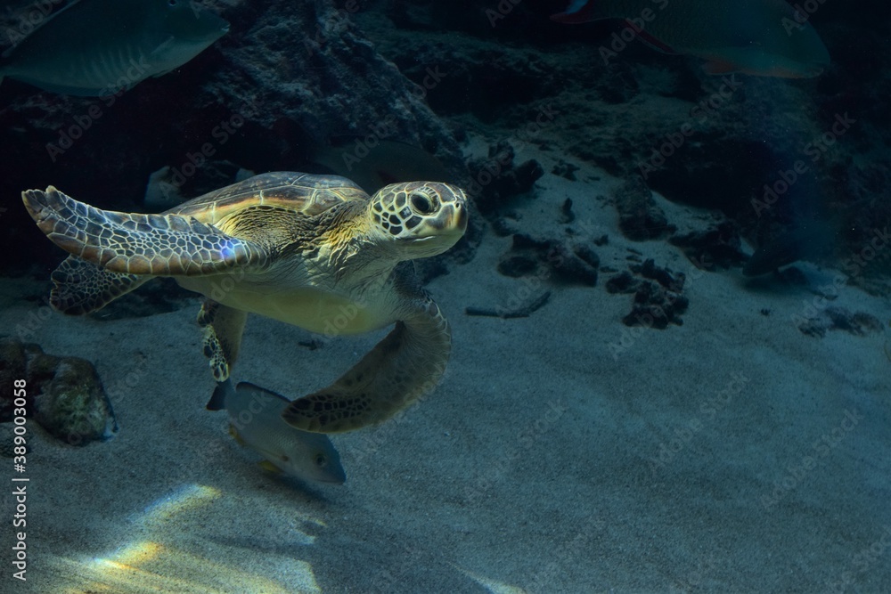 sea turtle Stock Photo | Adobe Stock